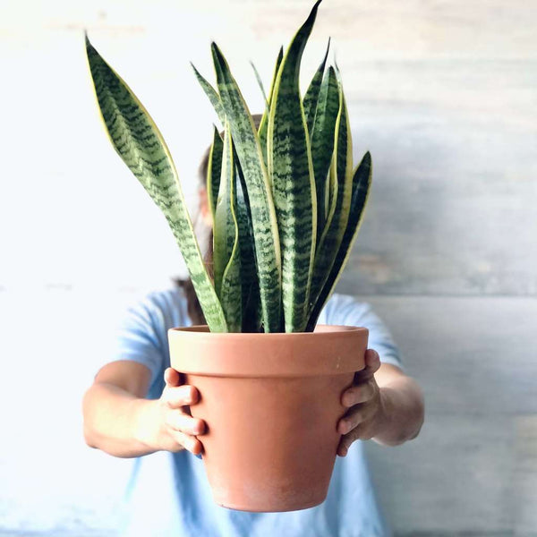 Planta Serpiente. Comprar Sansevieria a domicilio. - Florster